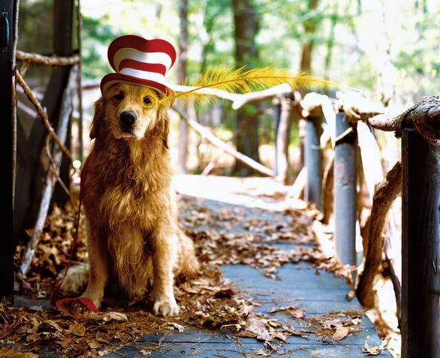 Meet the dogs who were always by Bruce Weber’s side | The Independent