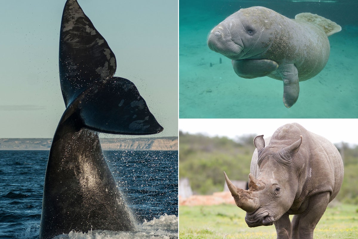 What we lost from the natural world in 2021 | The Independent