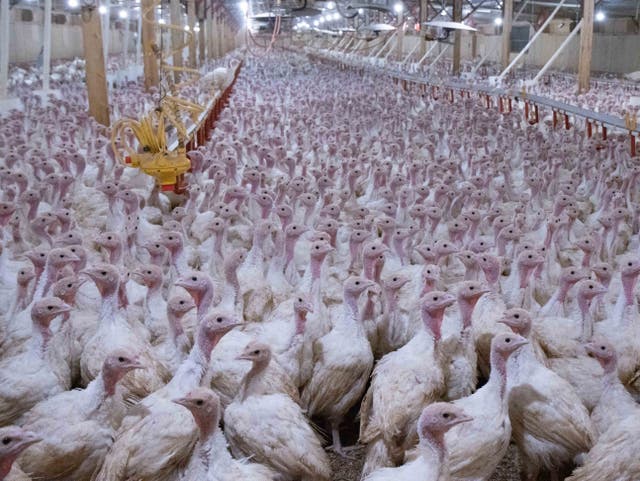 Dead and wounded turkeys found among living at farm linked to ...