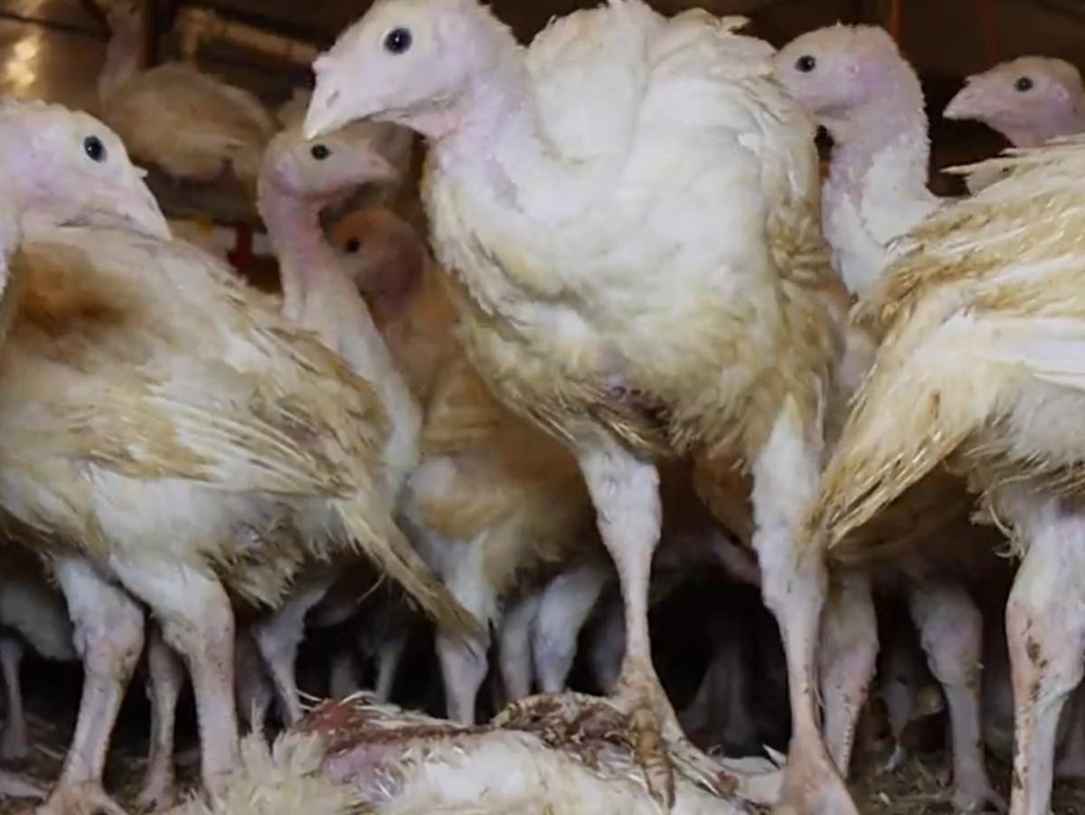 Dead and wounded turkeys found among living at farm linked to ...
