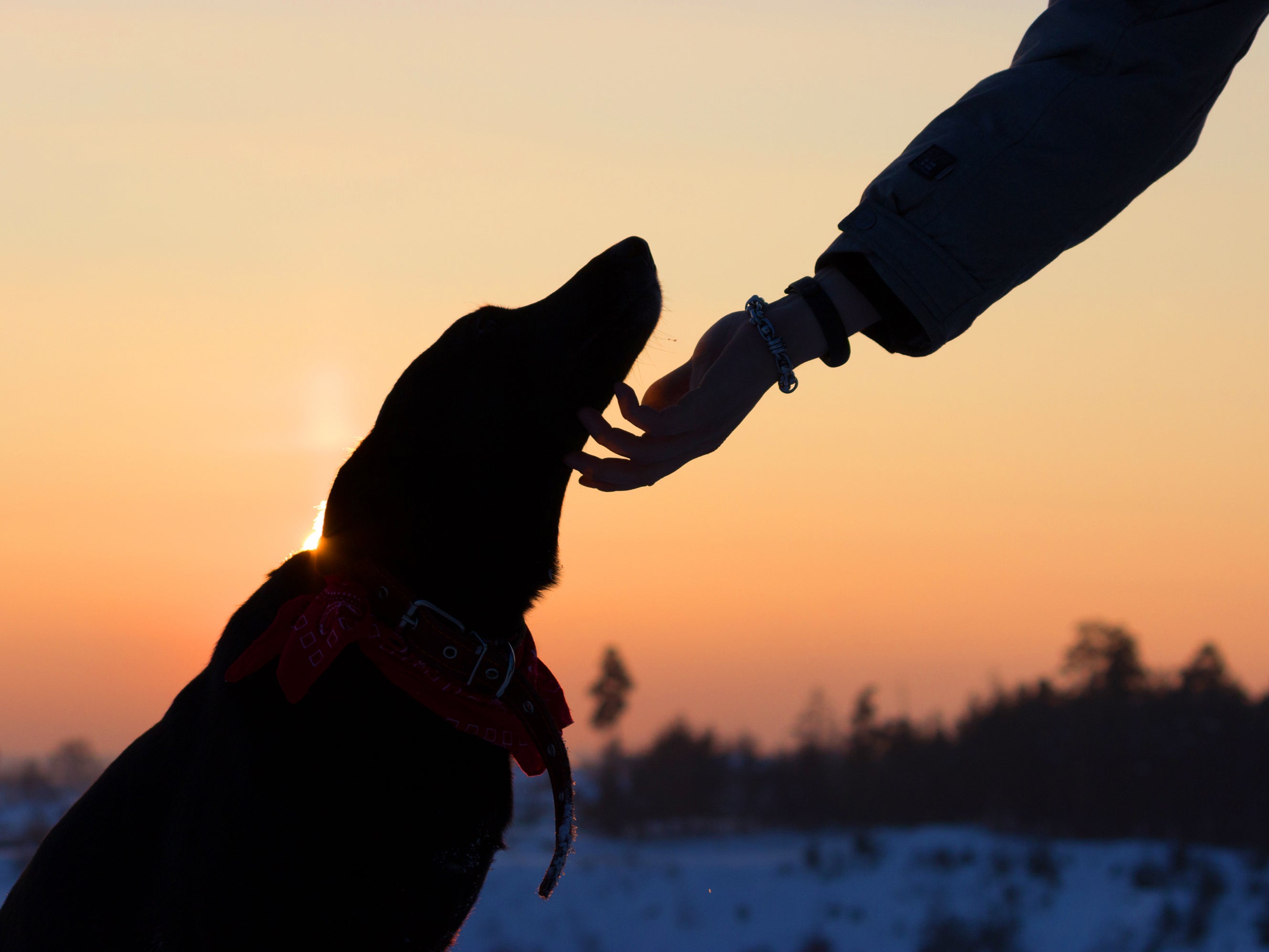 Woman Whose Dog Was Stolen Finds Pet For Sale 200 Miles Away Woman Whose Dog Was Stolen Finds Pet For Sale 200 Miles Away