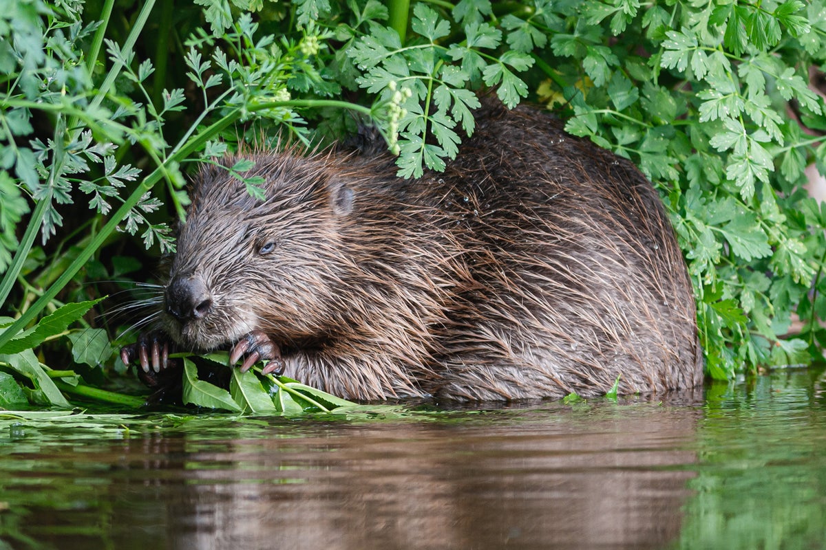 Beavers return to London after more than 400 years to create ‘wilder ...