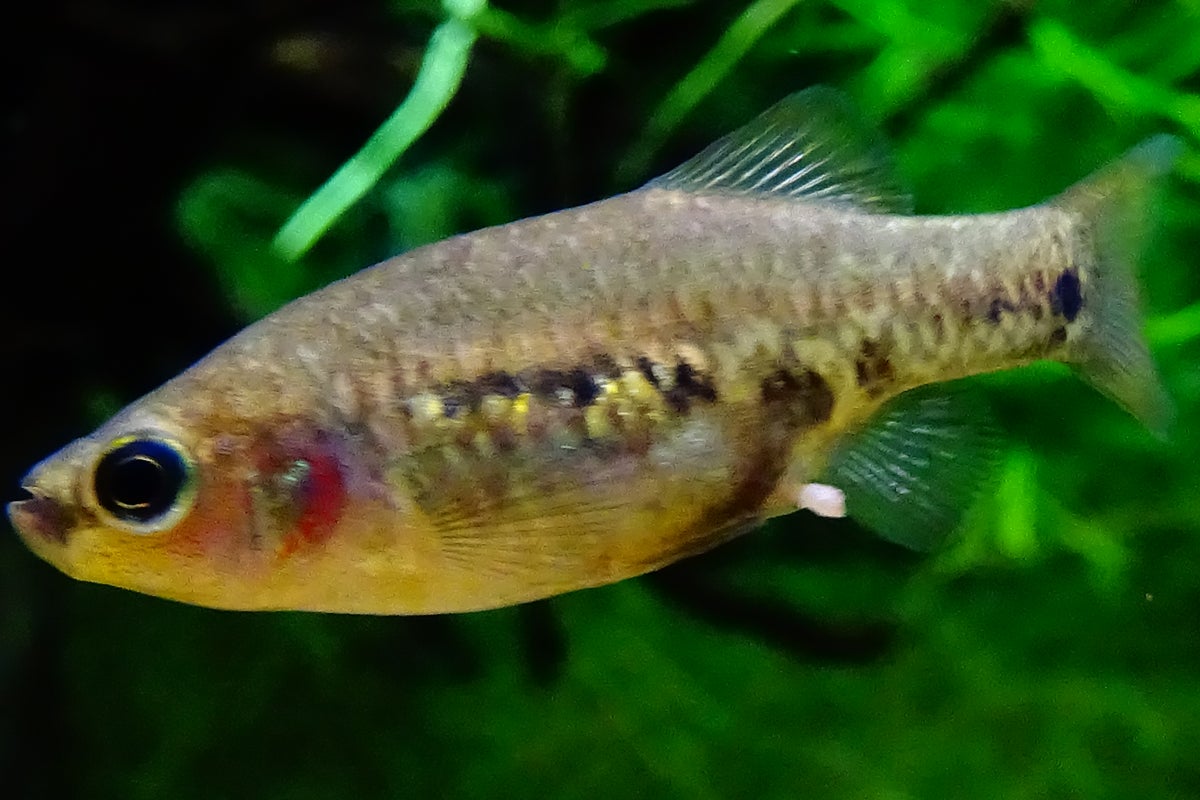 Tequila fish returned to the wild after being declared extinct | The ...