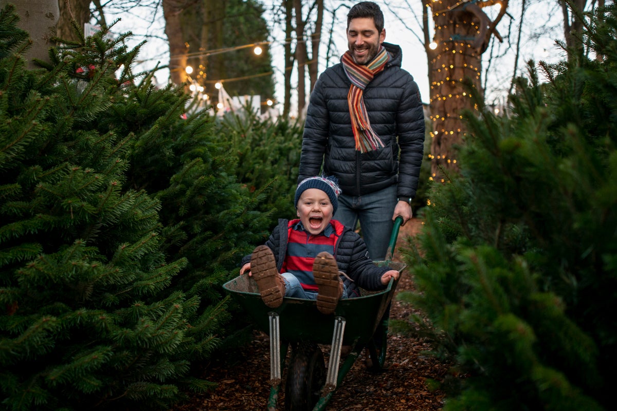 What is the environmental impact of a Christmas tree, and how should ...