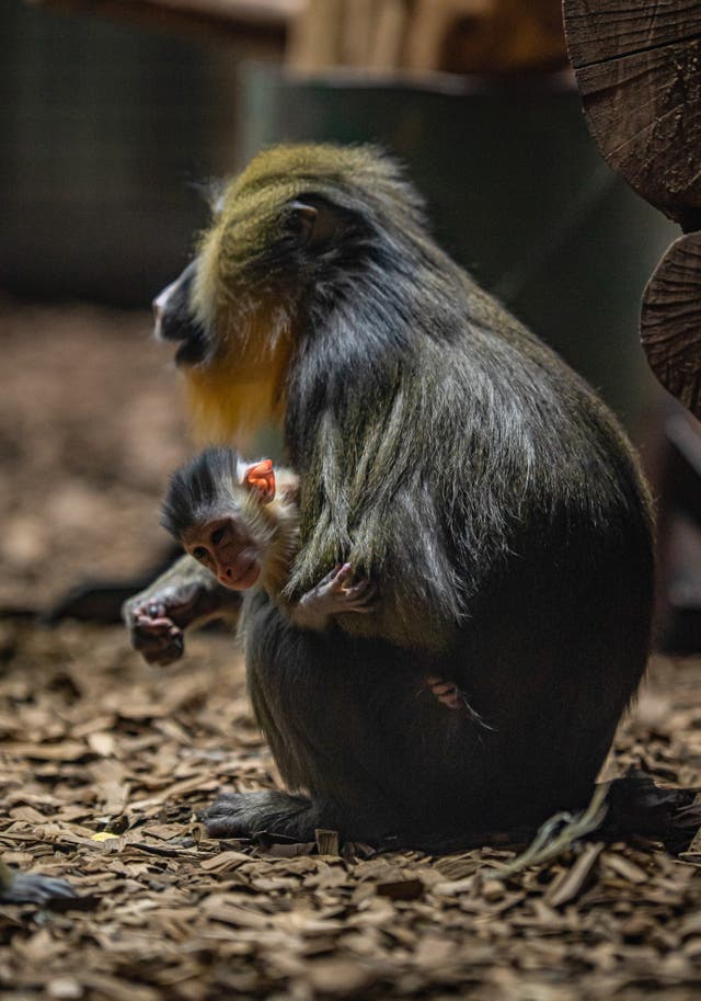 Mandrill babies born five weeks apart after 10-year gap at zoo | The ...