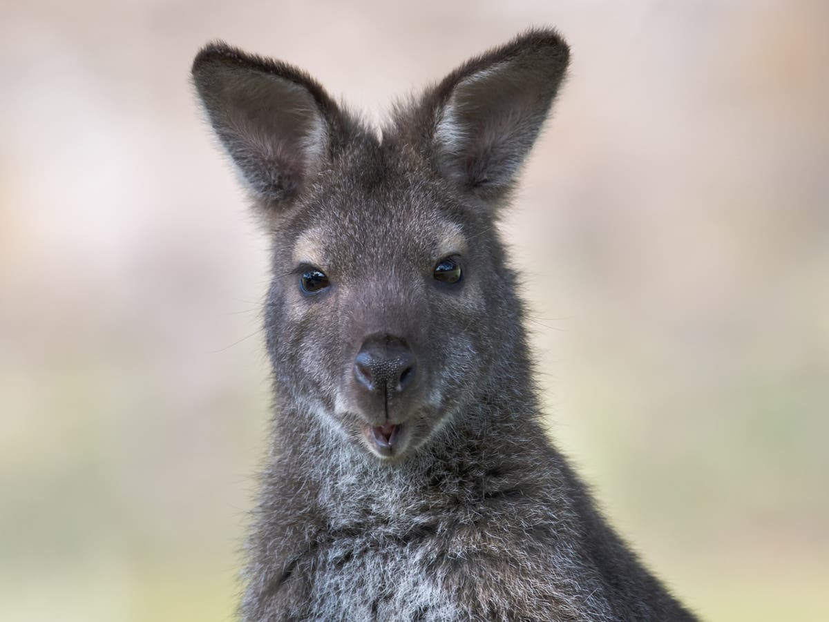 Runaway wallaby finally caught ‘happy and unfazed’ after three weeks ...