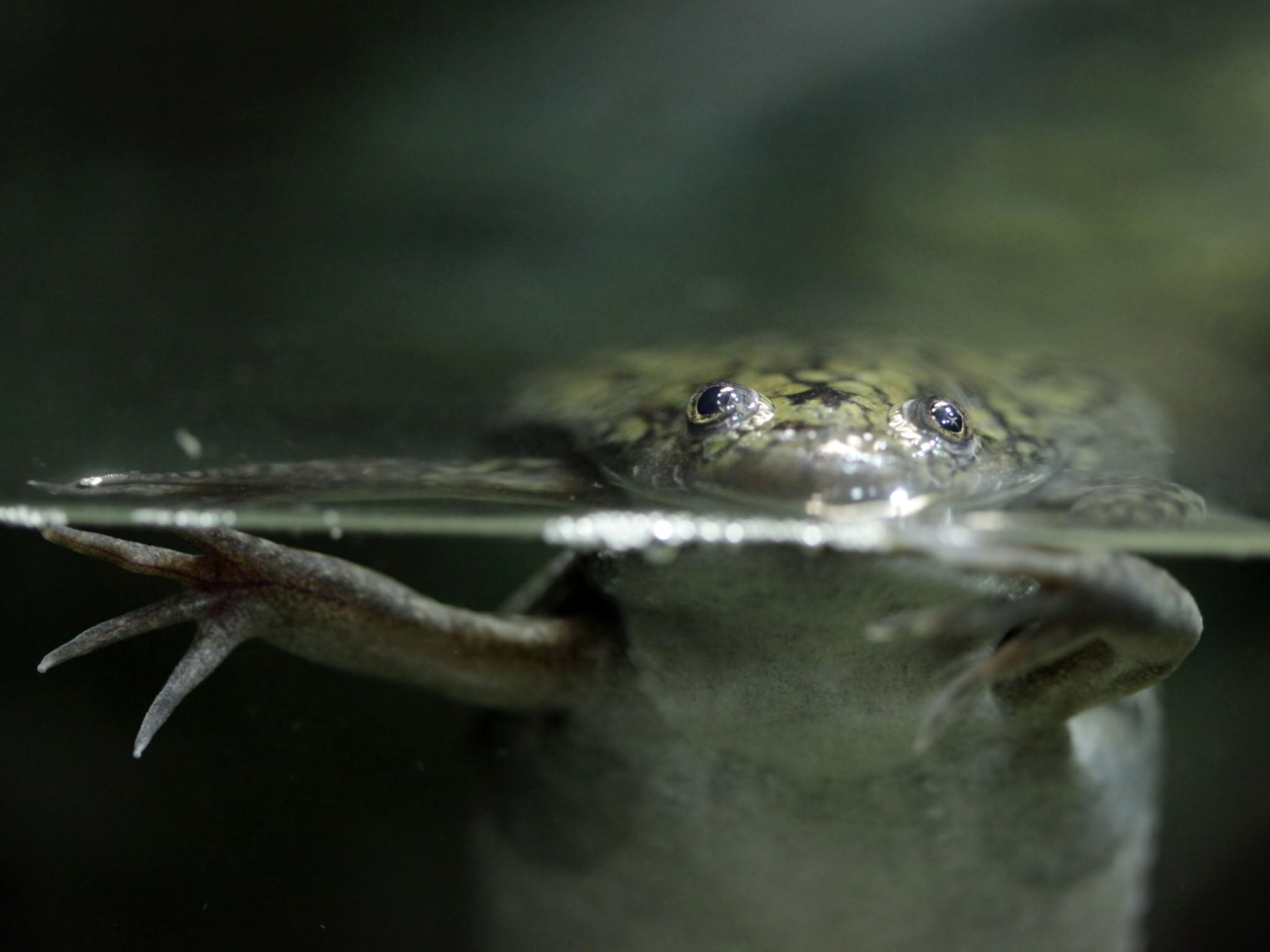 Scientists regrow frog’s lost leg with experimental cocktail of drugs ...