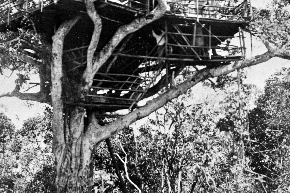 How Elizabeth became Queen watching baboons at sunrise from Kenyan ...