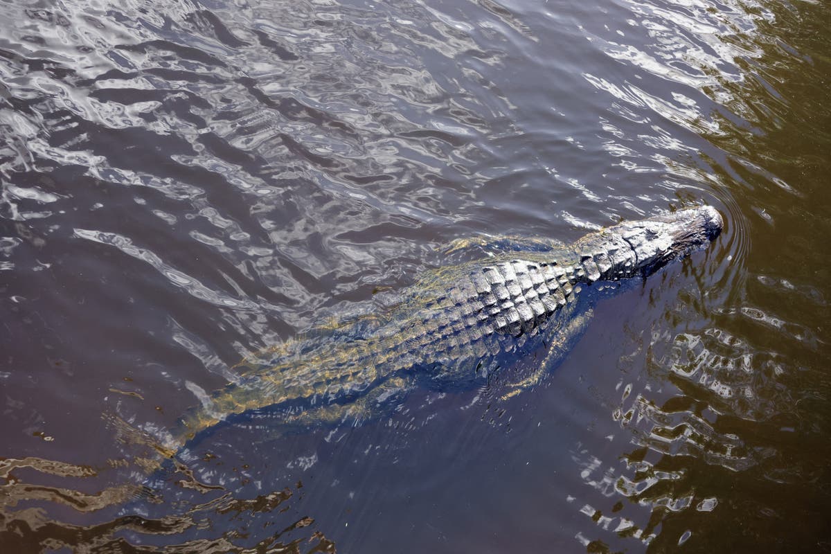 Hunter kills 13-foot alligator that had been poaching livestock in ...