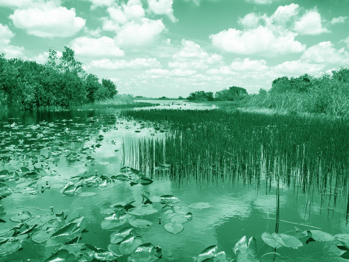 Why are wetlands so important in the fight against climate change ...