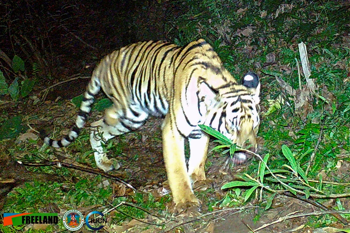Thai wildlife group says tiger missing a leg needs help | The Independent