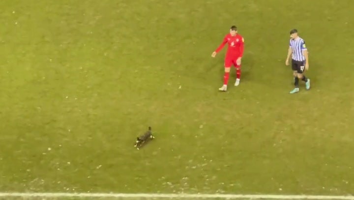 Cat invades pitch at Hillsborough stadium during football game | Sport ...