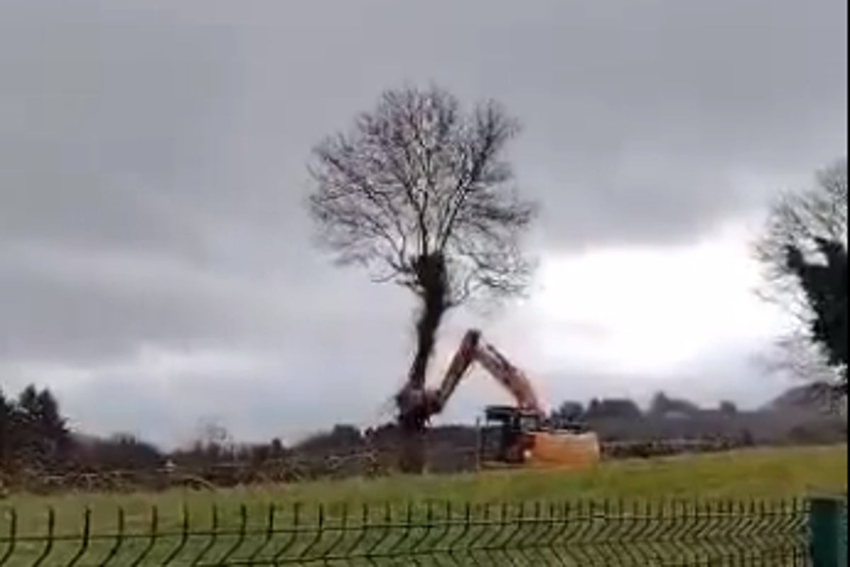 Children scream in anguish as tree next to their school is torn down by ...