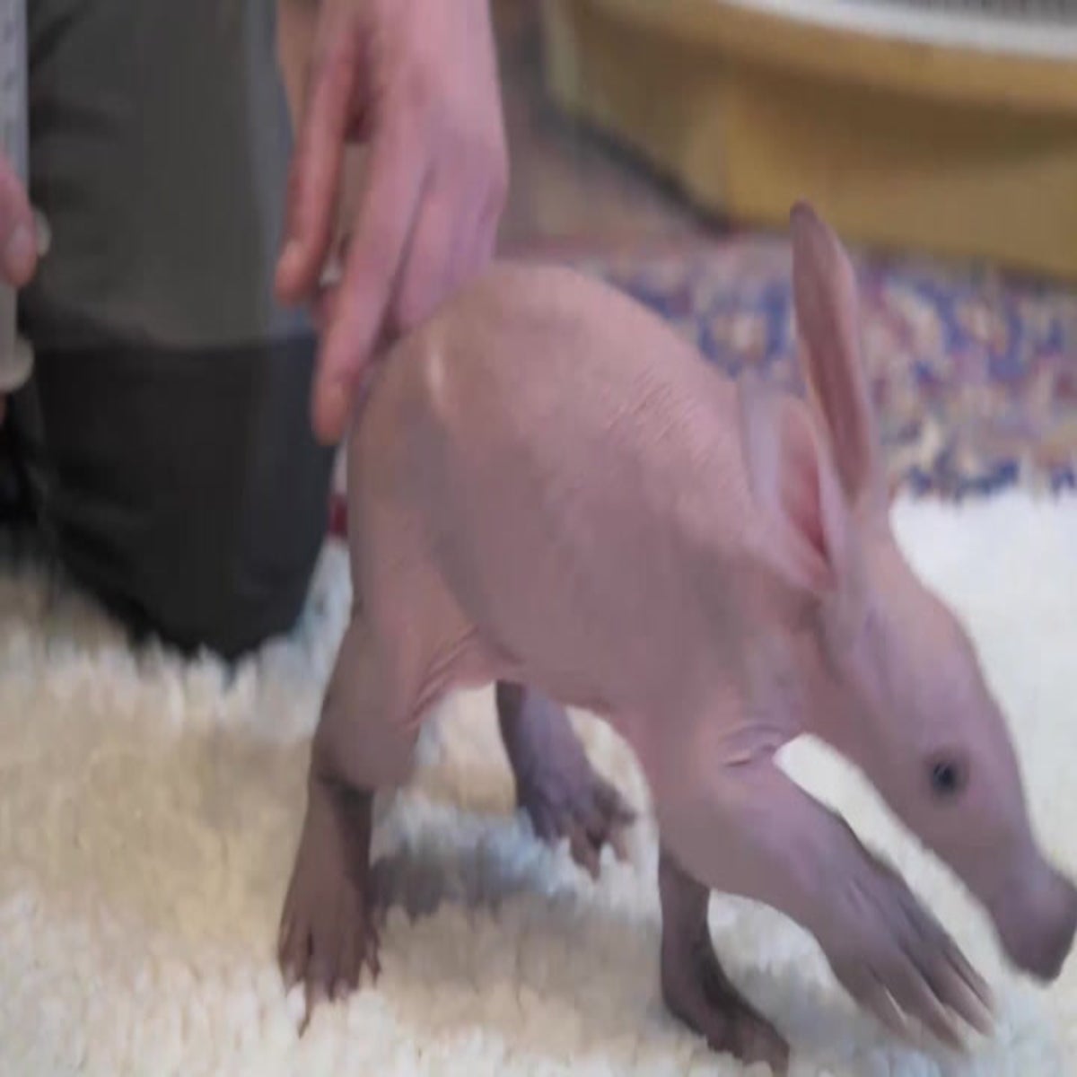 aardvark bbc
