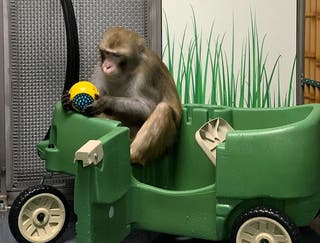 Elon Musk says Neuralink did experiments on ‘terminal monkeys’ | The ...