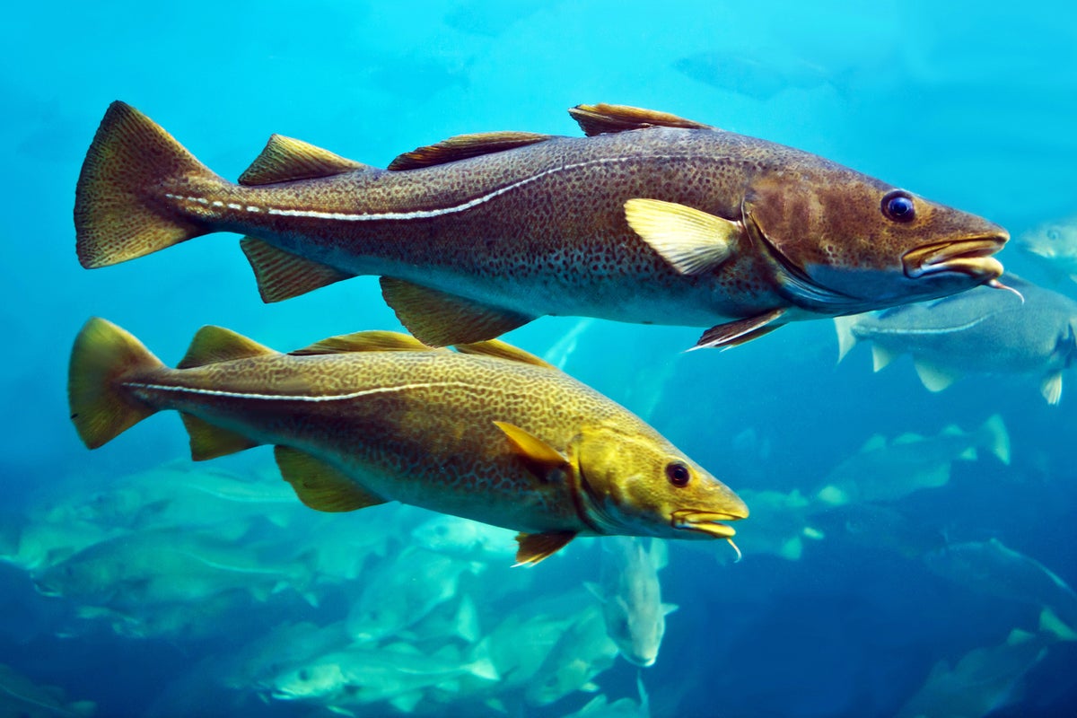 Atlantic Cod Overfishing