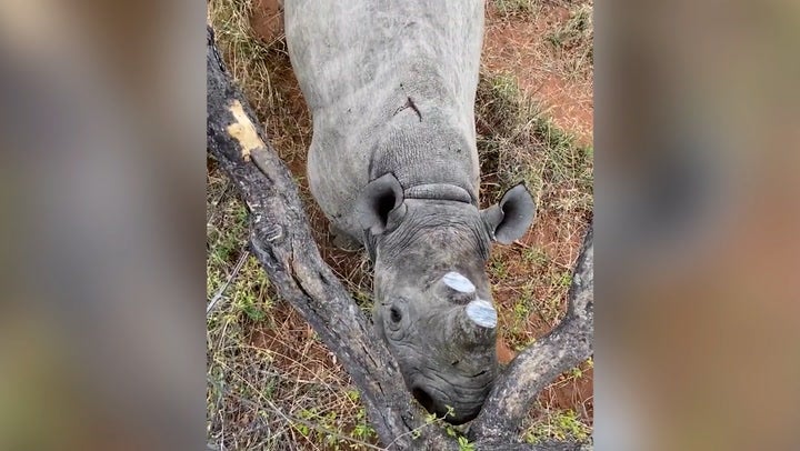 Angry rhino traps conservationist in tree | Lifestyle | Independent TV