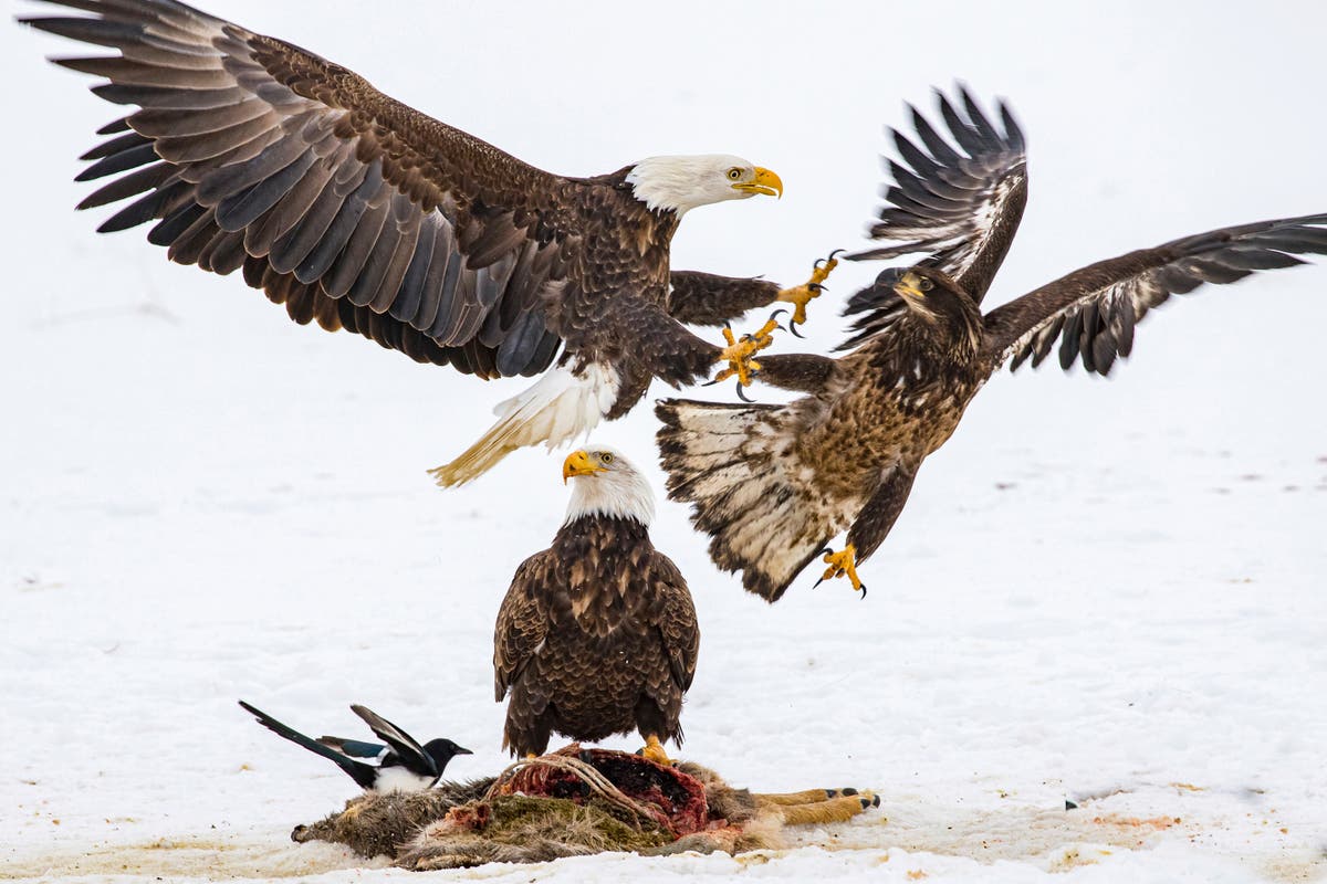 Nearly half of US bald eagles suffer lead poisoning | The Independent