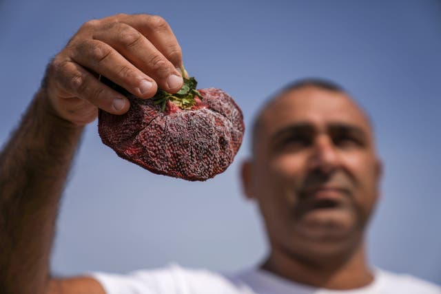 Phwoar-berry: Israeli farmer sets world record for giant strawberry ...