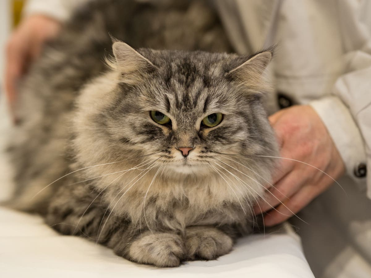 Britain set for ‘cat breeding explosion’ as thousands left unneutered ...