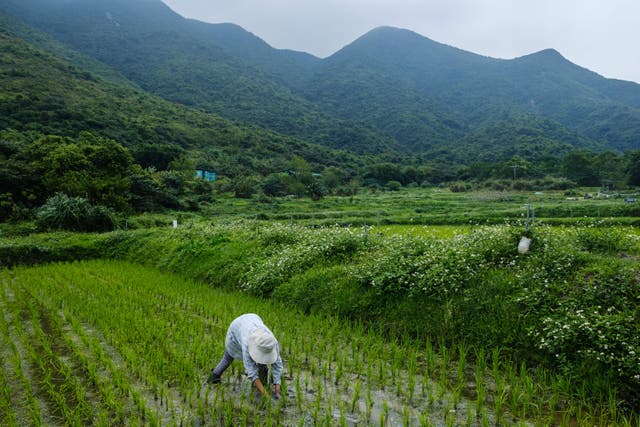 The story of rice: How a humble grain changed the world | The Independent