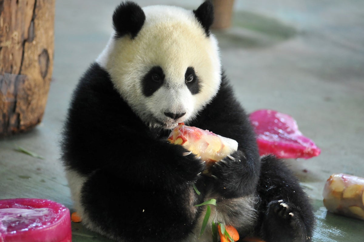 Taipei Zoo puts two ‘obese’ pandas on weight-loss diet and forced ...