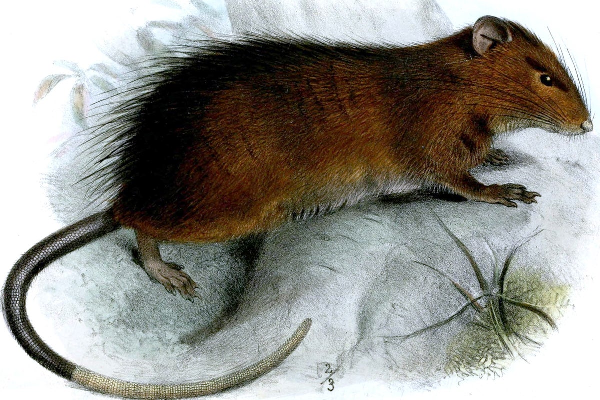 Christmas Island rat wiped out 120 years ago by European disease could ...