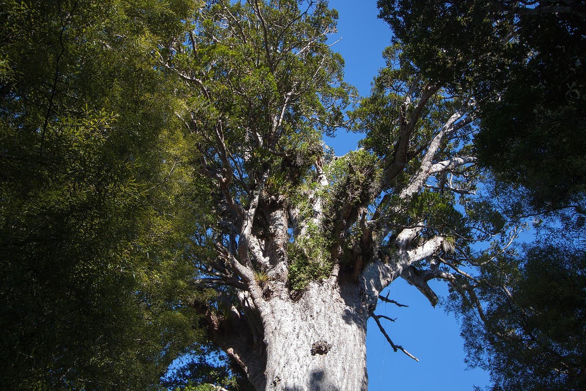 How Maori stepped in to save a vital towering tree | The Independent