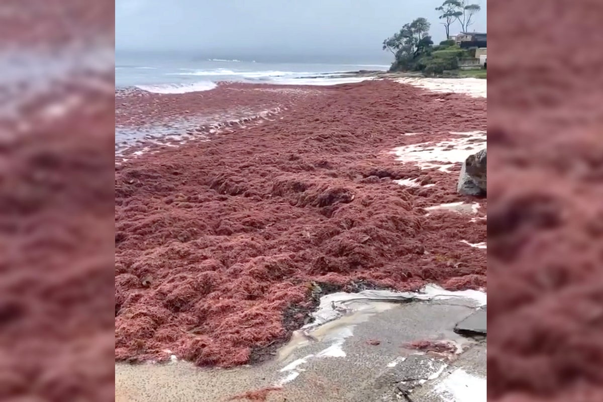 red algae uk