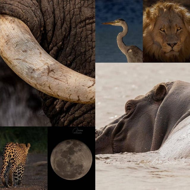 Tshepho Phokoje uses her photographs to talk about conservation | The ...