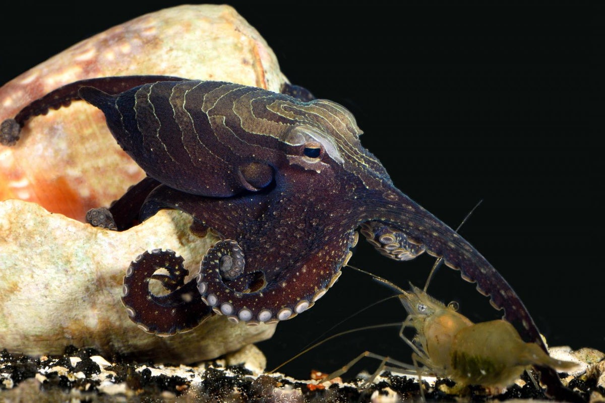 Octopuses are increasingly using garbage in the ocean floor for shelter ...