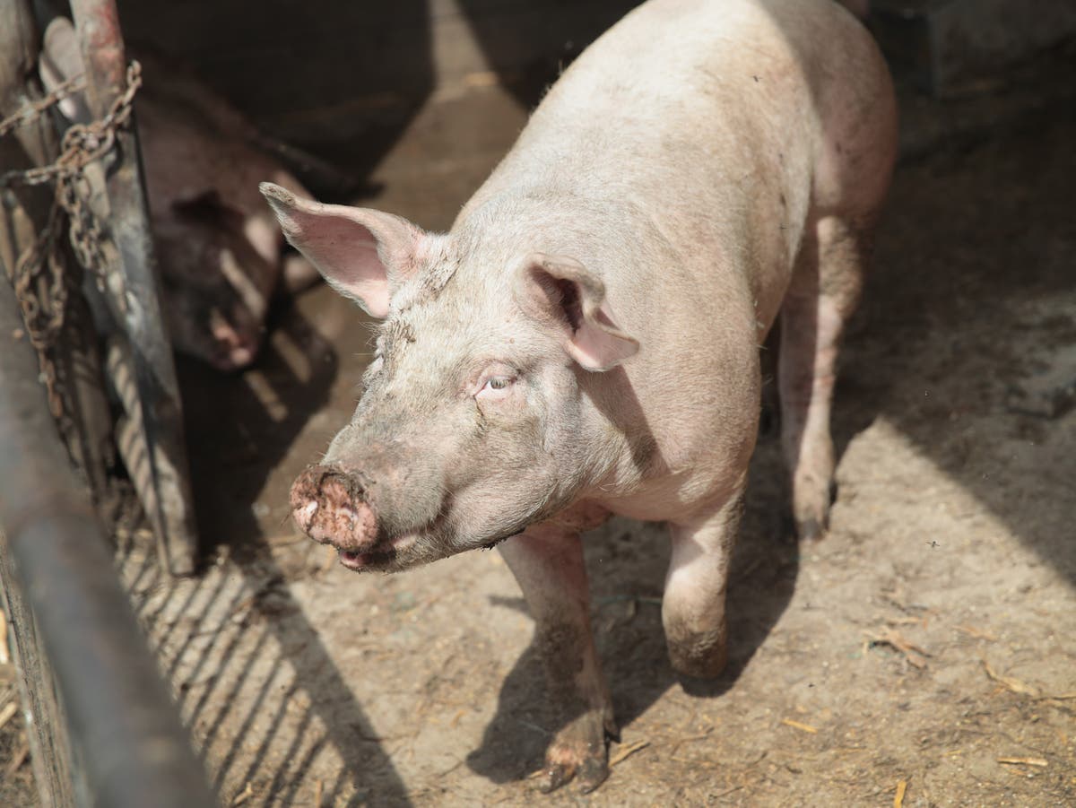 Pig sounds are associated with emotions, scientists found | The Independent