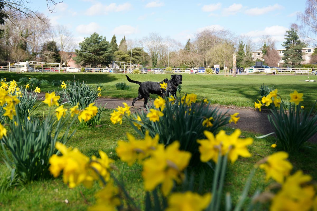 Spring sunshine expected across UK this weekend | The Independent