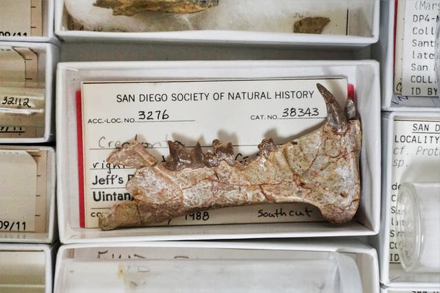 Scientists discover how cats evolved from 42 million-year-old species ...