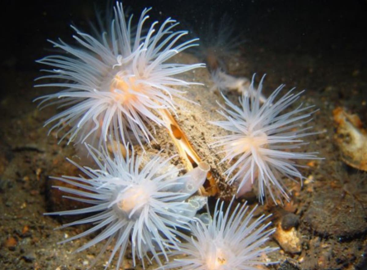 Giant mussels found in UK waters under threat | The Independent