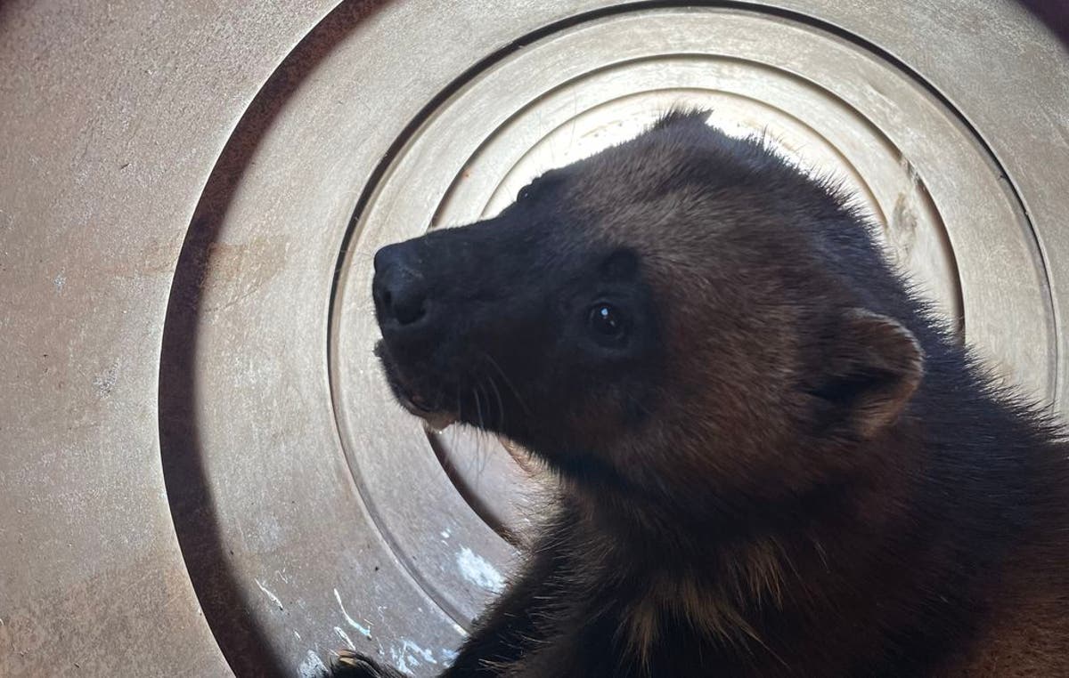 Researchers capture first live wolverine in Utah history | The Independent