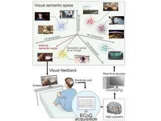 Scientists read brain waves to see what people picture in their mind’s ...