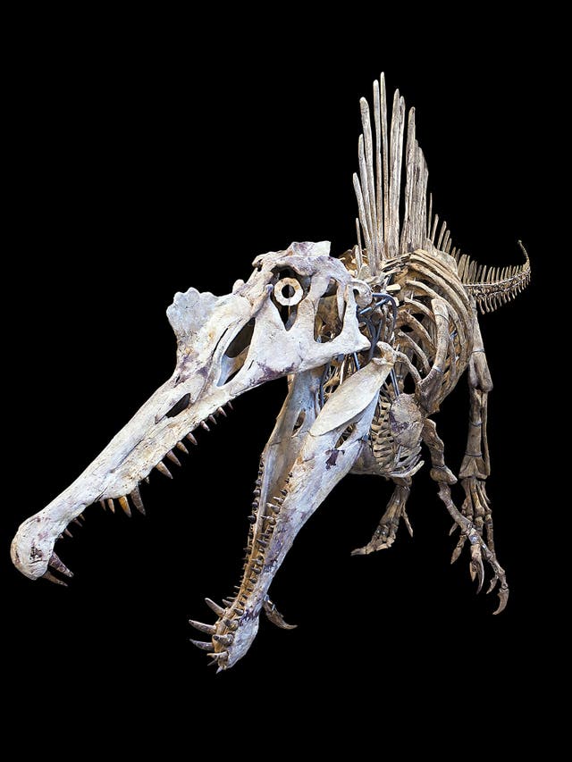 Spinosaurus: Largest predator in history was ‘water-loving’ dinosaur ...