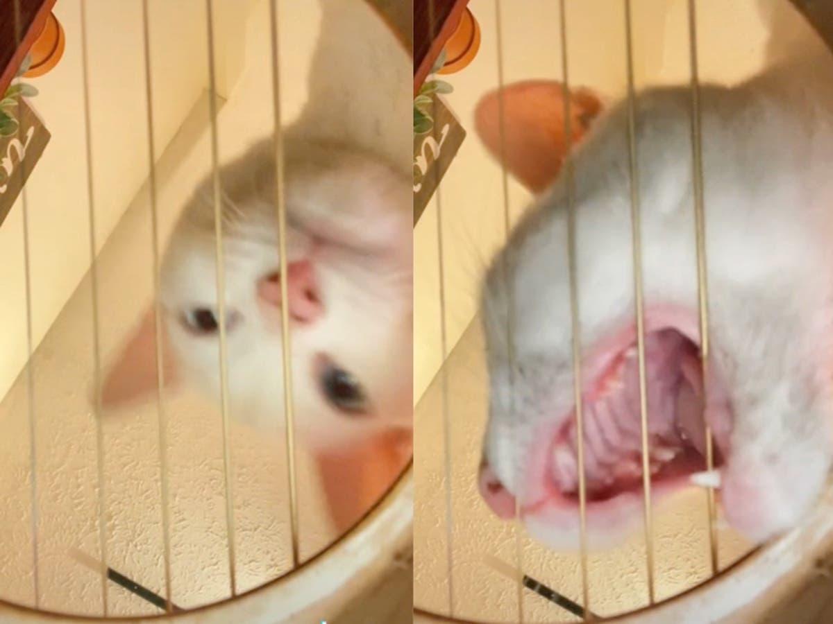 Cat shows off guitar skills in viral video: ‘That’s my favorite song ...