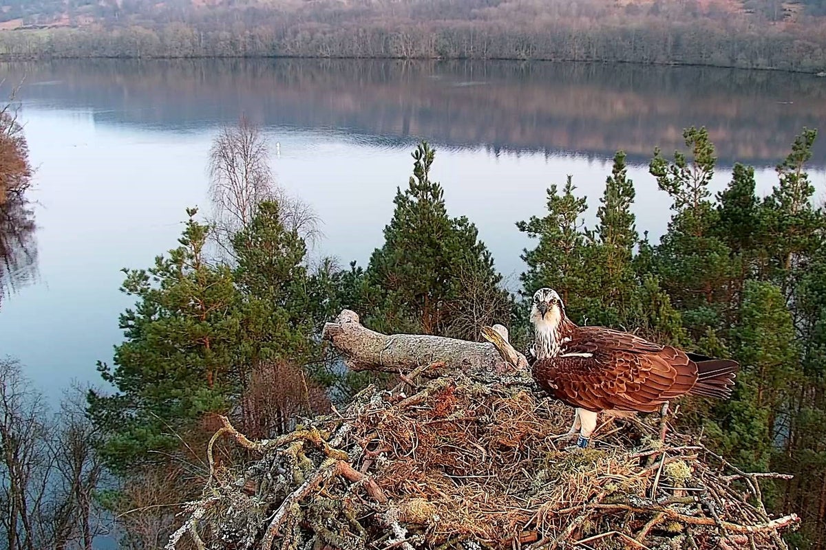 Osprey pair reunite as female returns to nest for third season | The ...