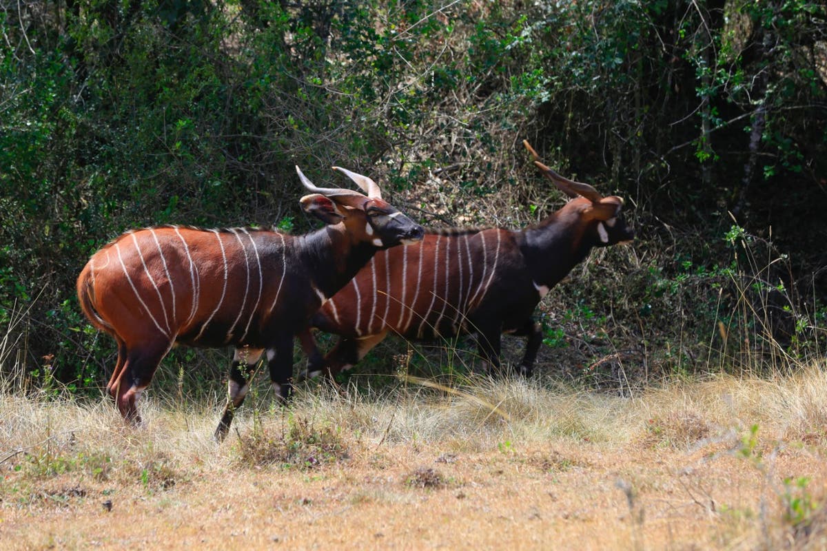 Saving the Mountain Bongo in Kenya’s forest highlands | The Independent