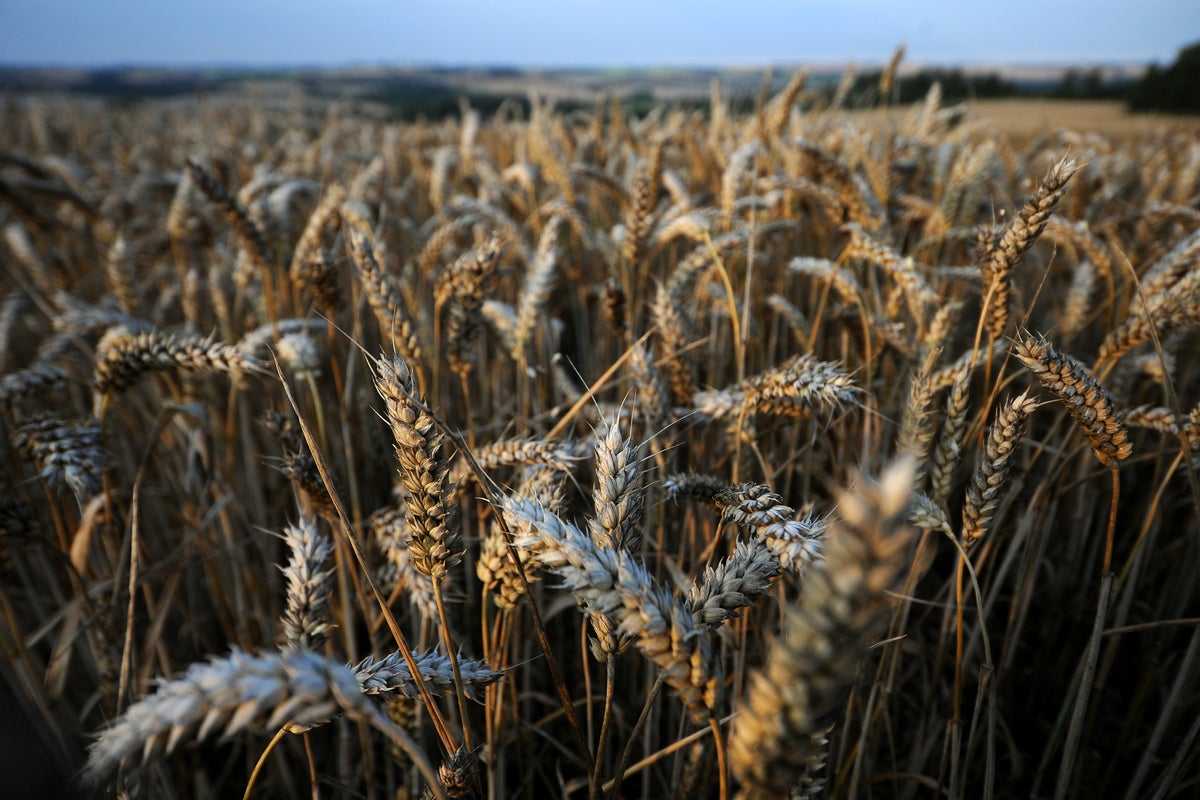 Irish farmers urged to grow more crops in response to Ukraine war | The ...