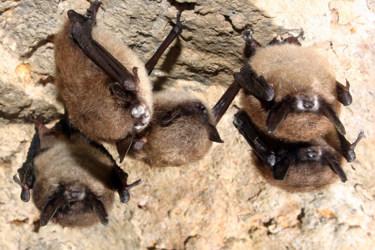 Fungus that causes fatal bat disease found in Louisiana | The Independent