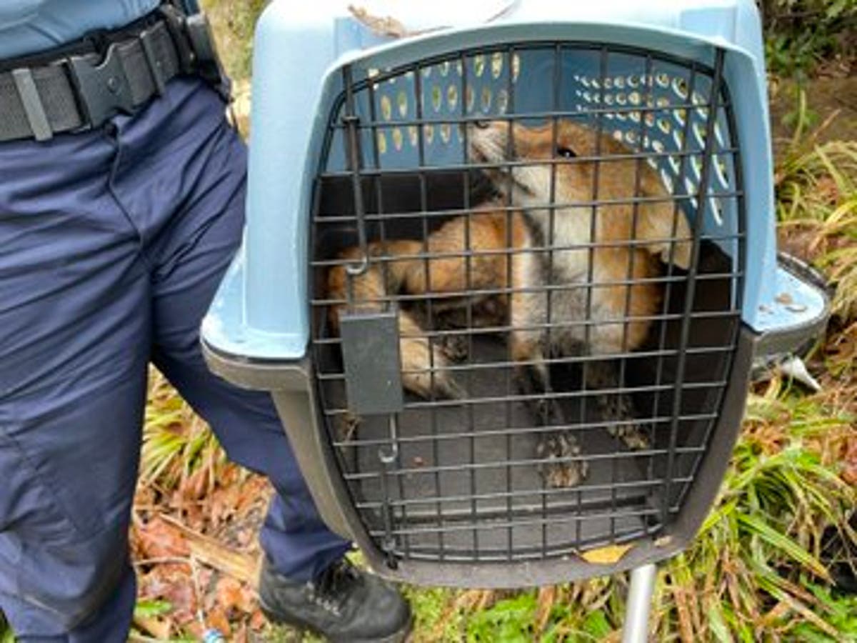 Police capture fox that bit lawmaker on Capitol Hill | The Independent