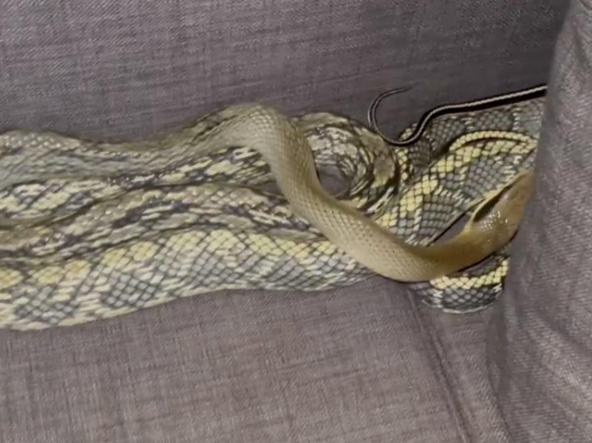 California man finds 7-foot-long snake in his sofa | The Independent