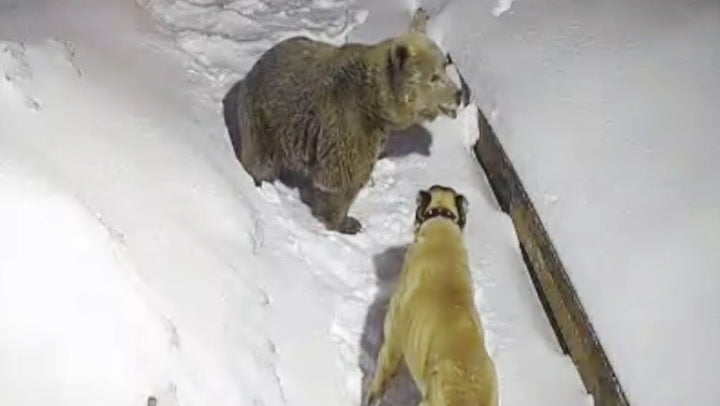 Bear fights off pair of dogs to protect her cubs | Climate | Independent TV