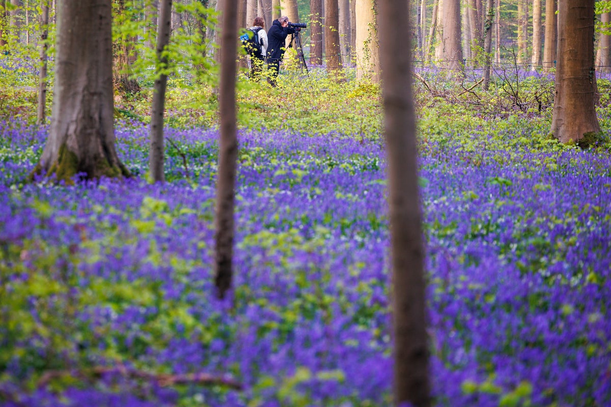 Feeling blue in today's world? Head for Belgian bluebells! | The ...