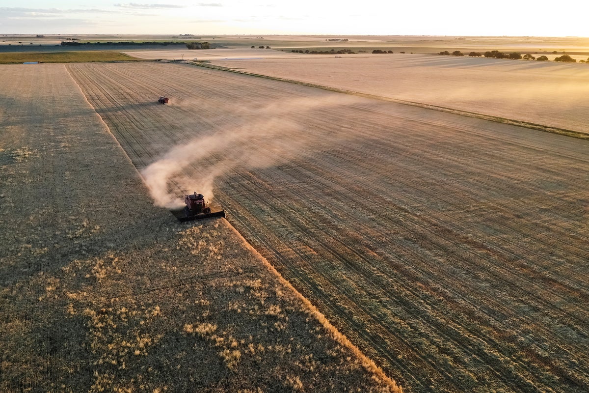 Scientists discover how to extend plants’ roots to capture more carbon ...