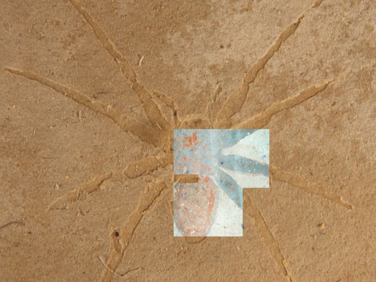 Scientists discover why glowing spider fossils are exquisitely ...