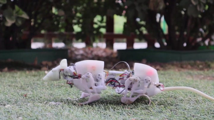 Robot rats invented to search for survivors at disaster sites ...